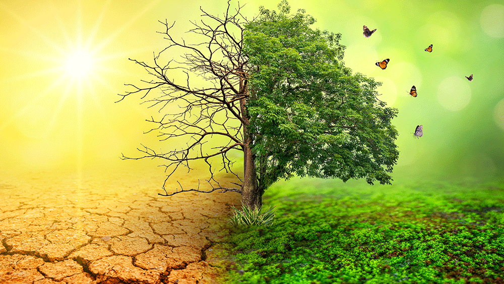 From Suffering to Glory: Romans 8:18-30 | The Institute for Creation Research